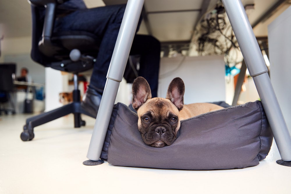 Dog-friendly Office Space in Australia | Instant Offices