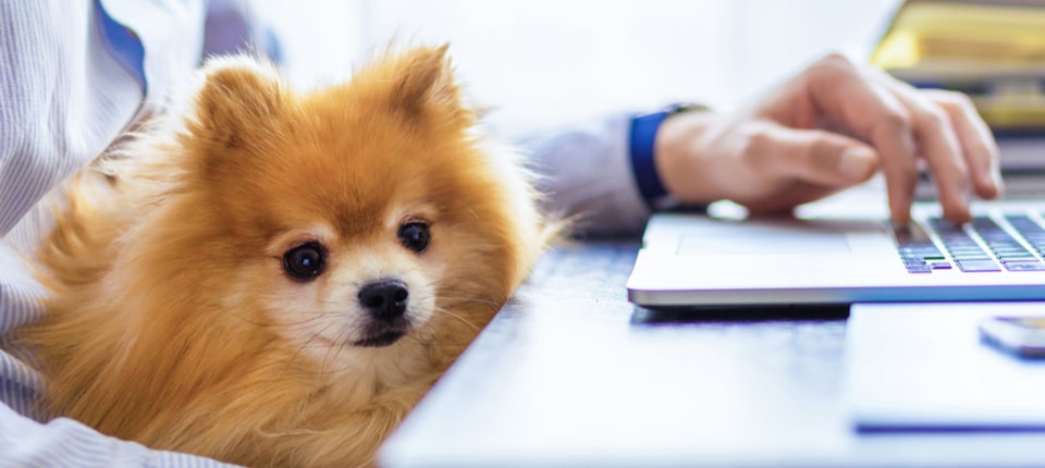 Dog-Friendly Office Space | Take Your Dog to the Office - Instant Offices